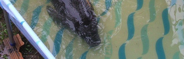 Manatí del Amazonas