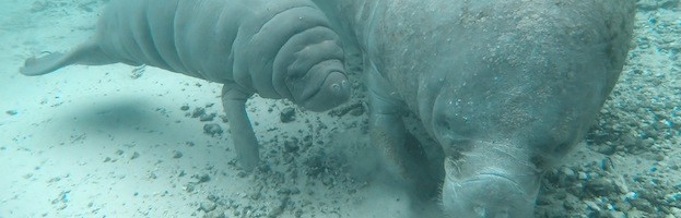 Manatee Predators