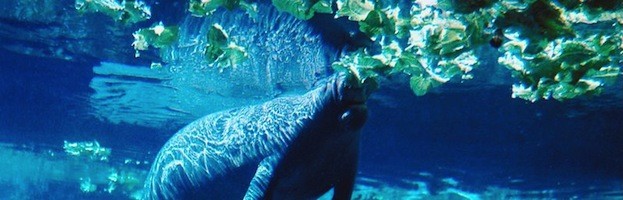 Manatee Predators