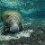 Manatee Habitat