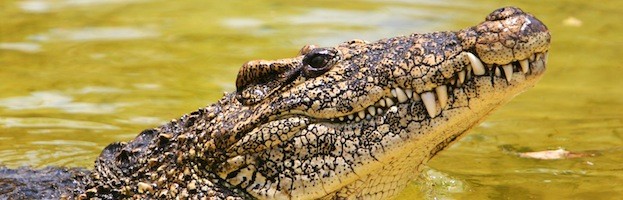 Facts about Manatees